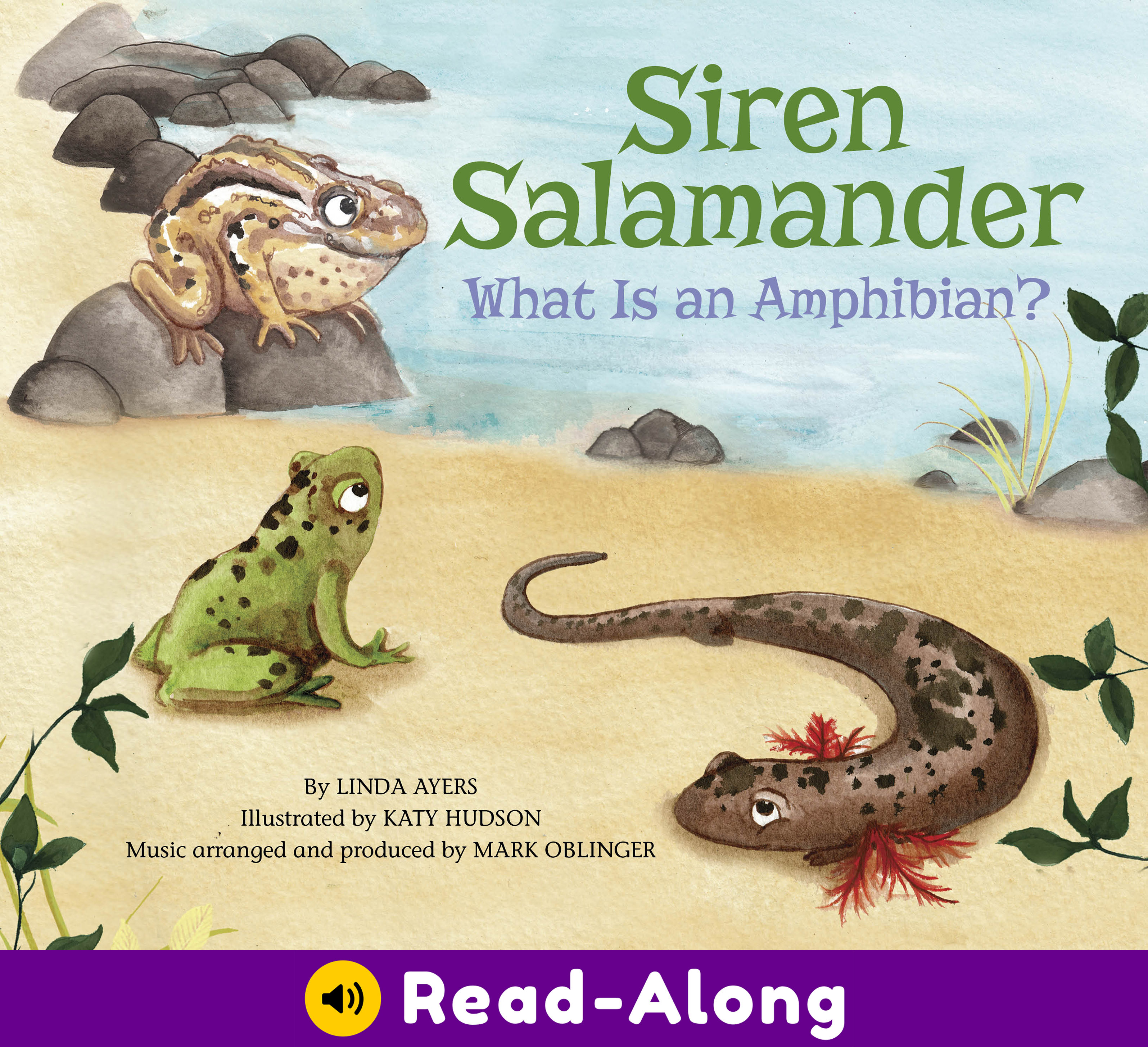 Salamander Frog Amphibians